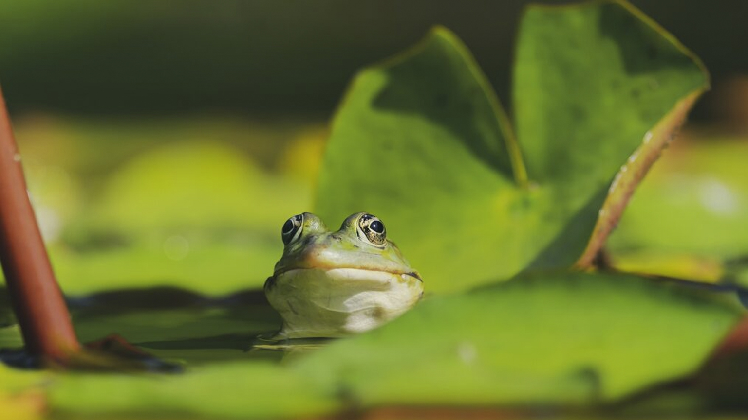 Eat That Frog – Getting Over Procrastination - Chris and Susan Beesley